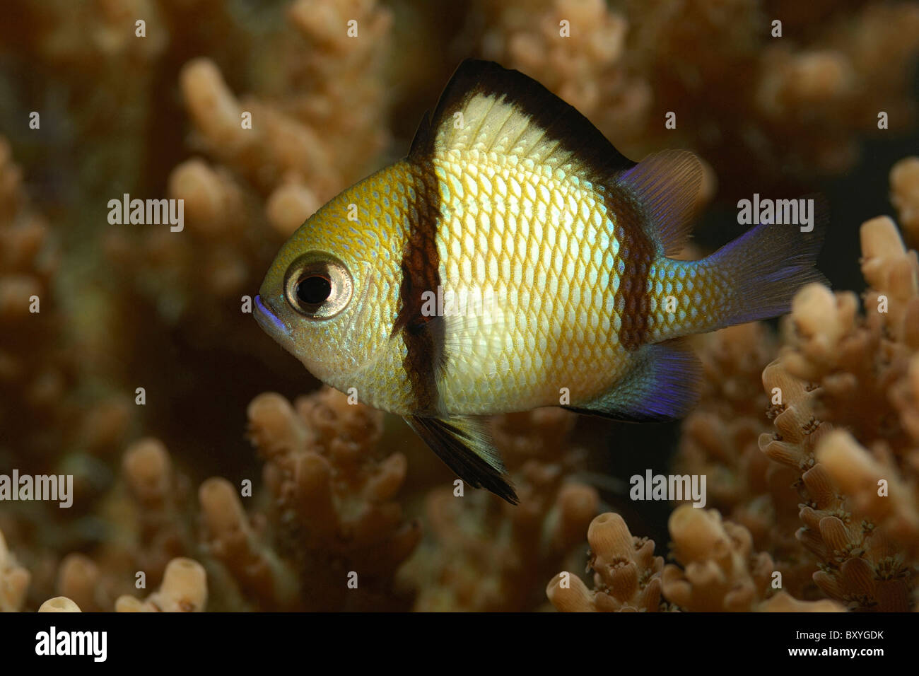 Dascyllus Sergant, Dascyllus reticulatus, Triton Bay, West Papua ...