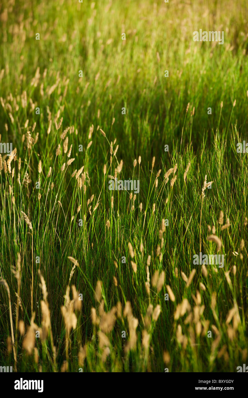 Green prairie grass Stock Photo - Alamy