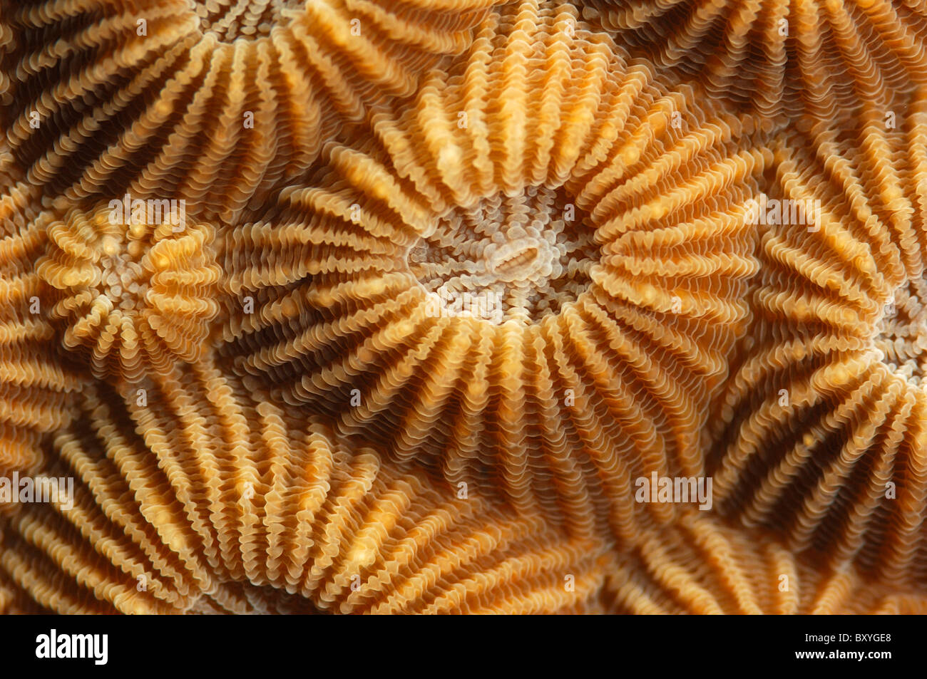 Polyps of Faviidae Coral, Diploastrea heliopora, Triton Bay, West Papua ...