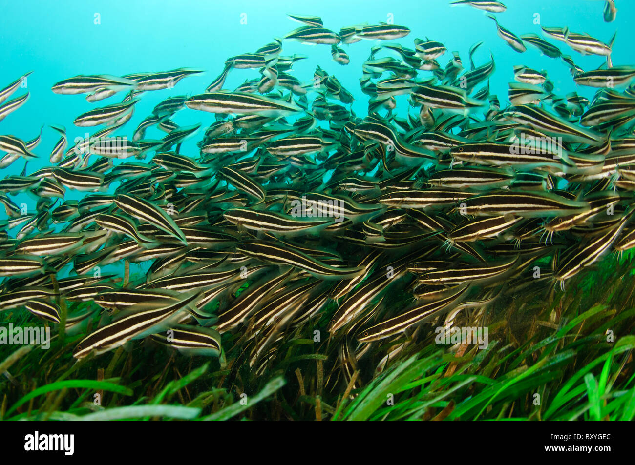 Striped catfish hi-res stock photography and images - Alamy