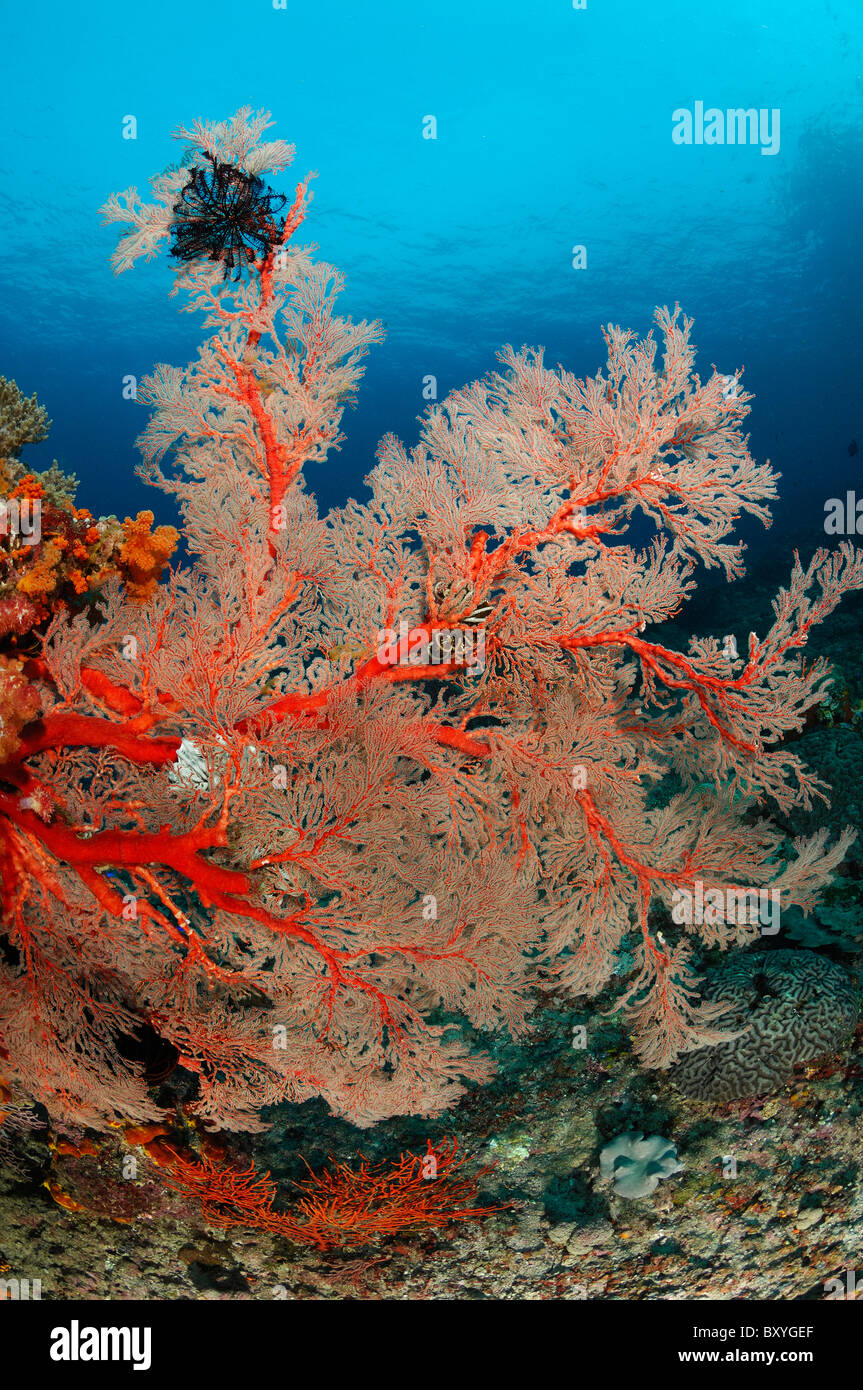 Red Seafan on Coral Reef, Melithaea sp., Raja Ampat, West Papua ...