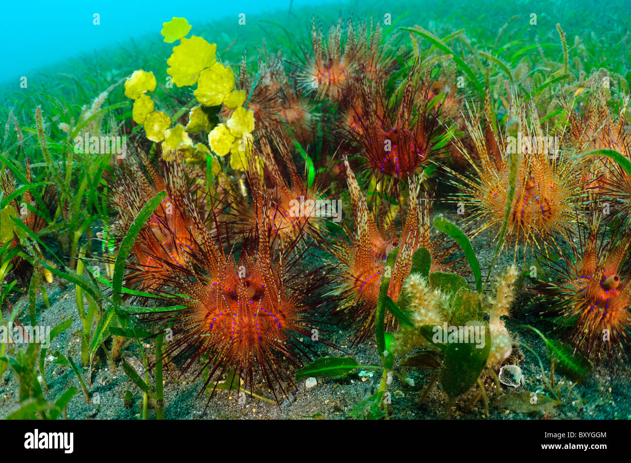 Eel grass bed sea urchin hi-res stock photography and images - Alamy
