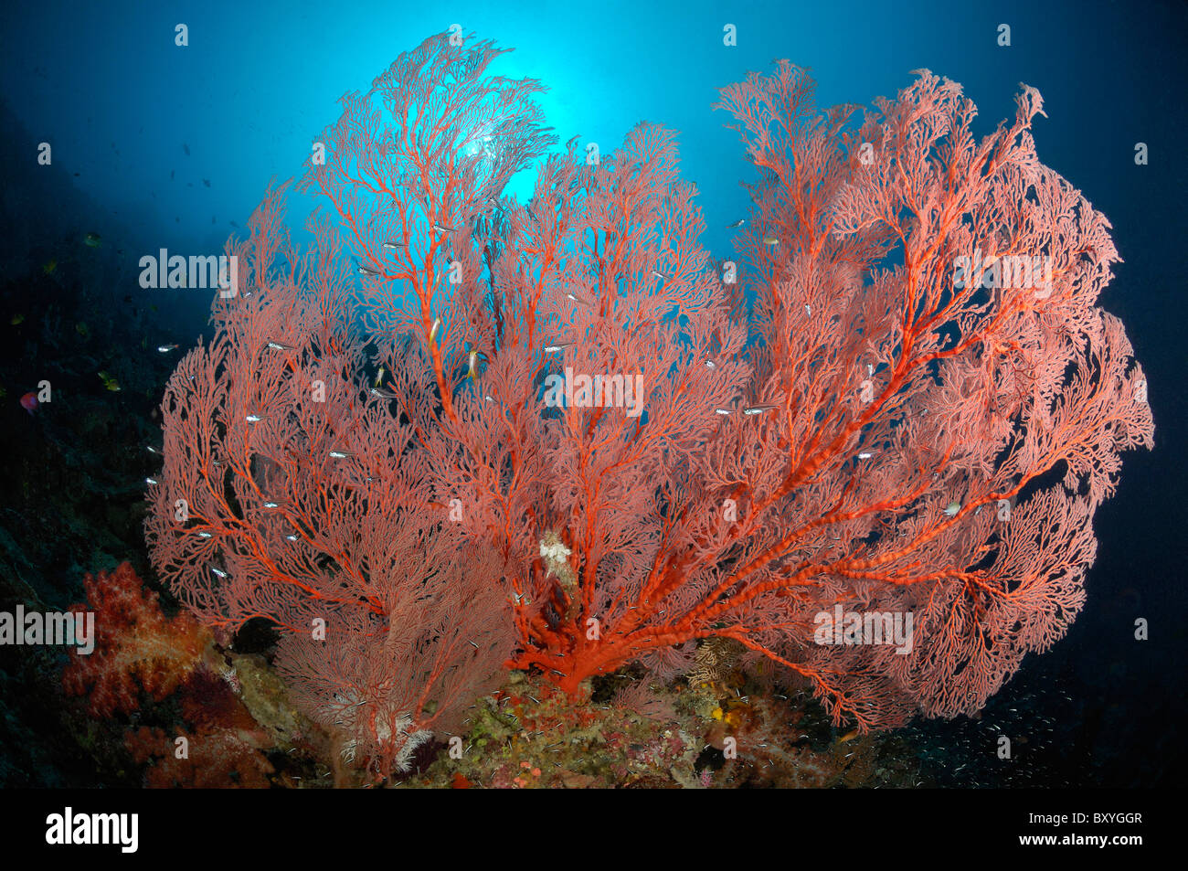 Sea fan melithaea sp on coral reef hi-res stock photography and images ...