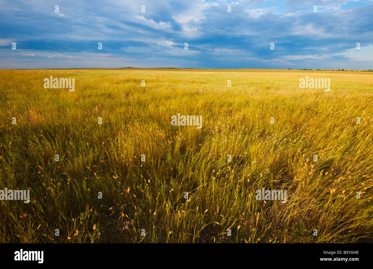 Yellow prairie grass Stock Photo - Alamy