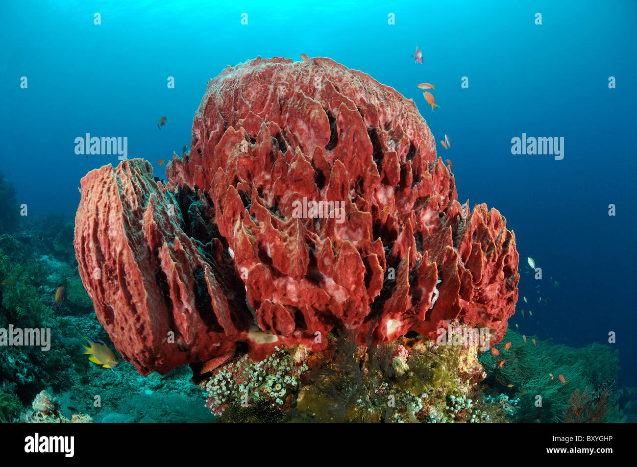 Red Barrel Sponges on Coral Reef, Xestospongia testudinaria, Raja Ampat ...