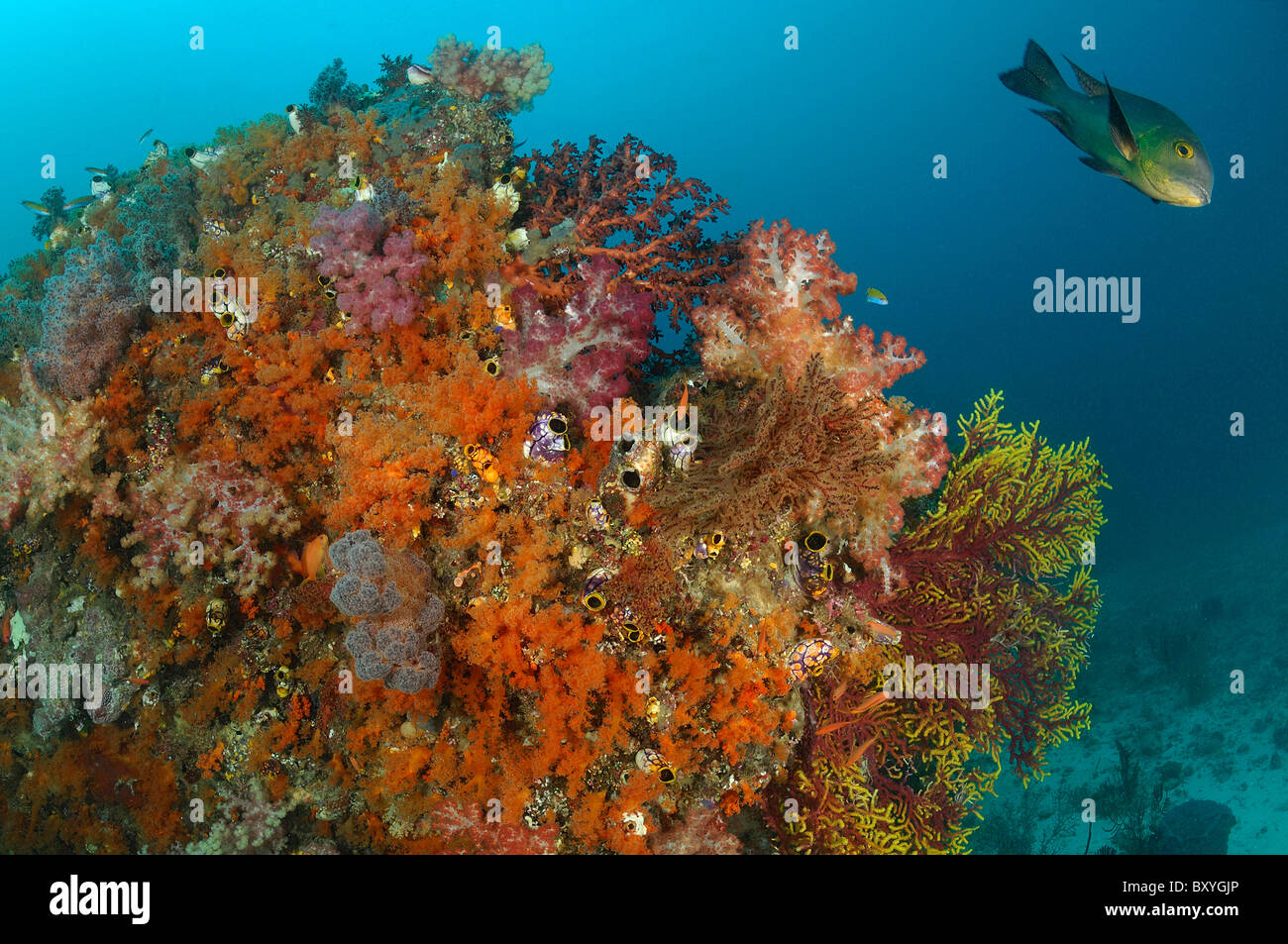 Coral block hi-res stock photography and images - Alamy