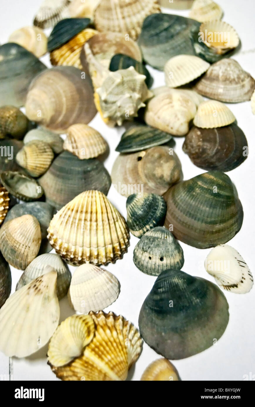still life of sea shells Stock Photo - Alamy