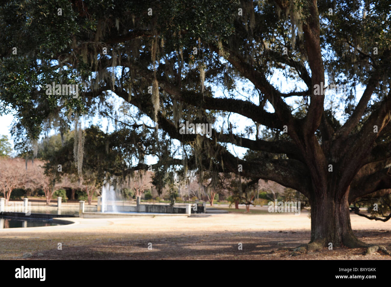 Water oak tree hi-res stock photography and images - Alamy