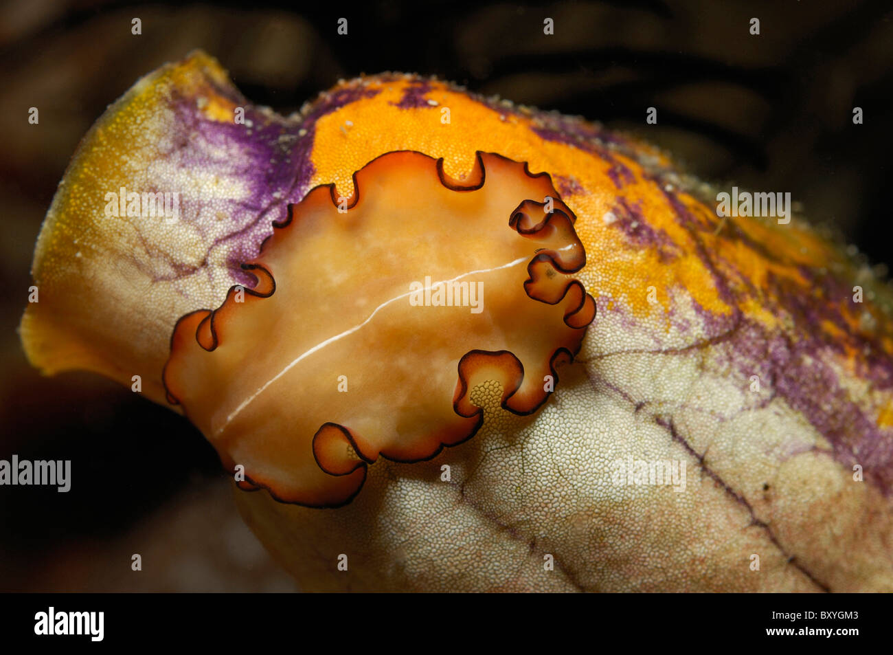 Flatworm on Golden Tunicate, Maiazoon orsaki, Polycarpa aurata, Raja ...