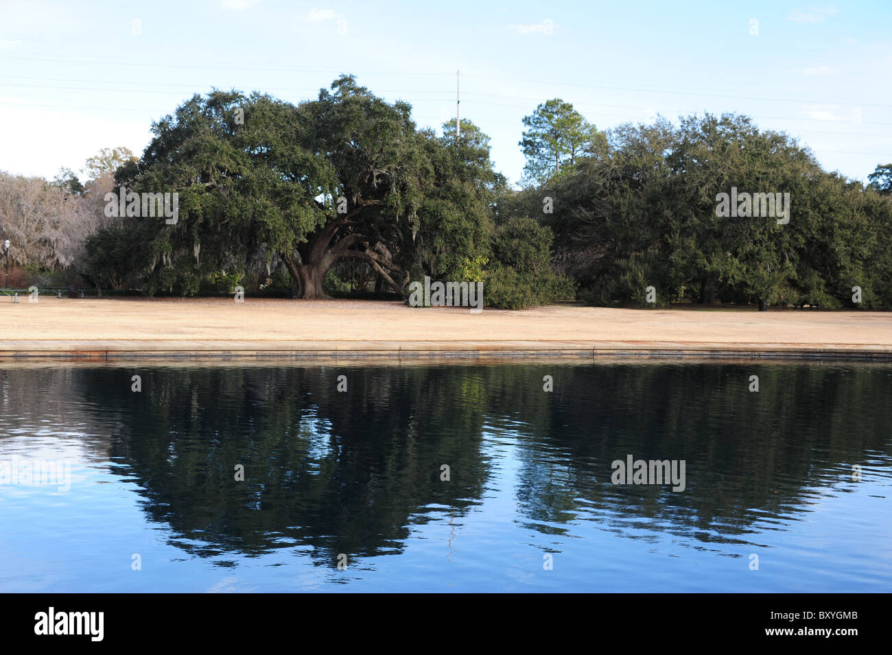 Two oak trees reflected in water Stock Photo - Alamy