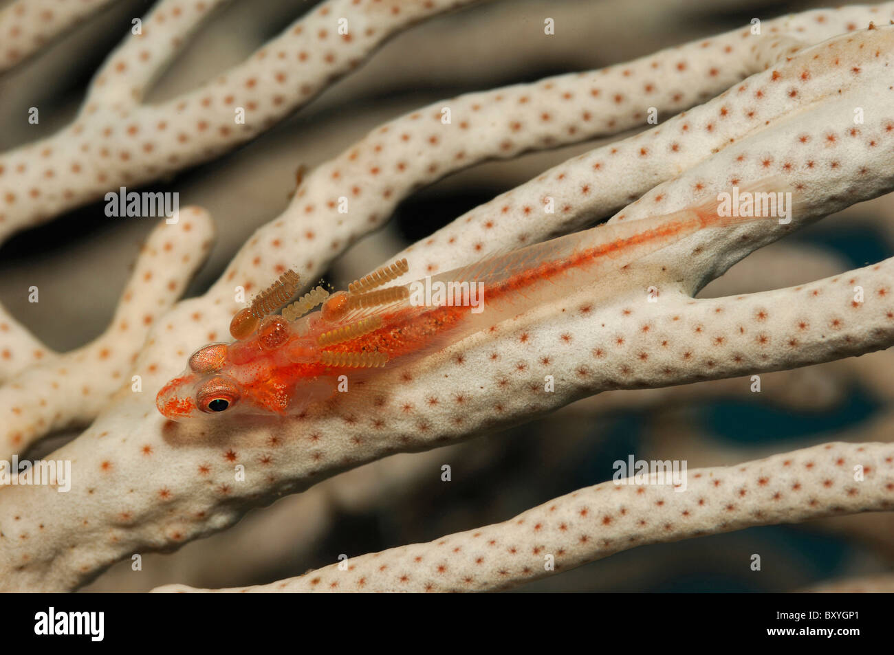 Parasite fishes hi-res stock photography and images - Alamy
