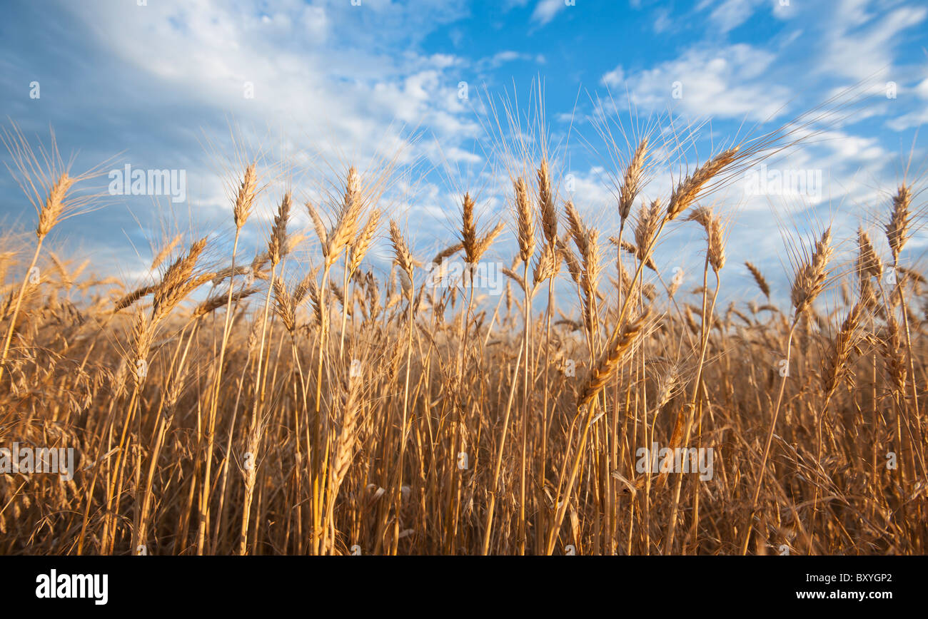 Wheat growing on field Stock Photo - Alamy