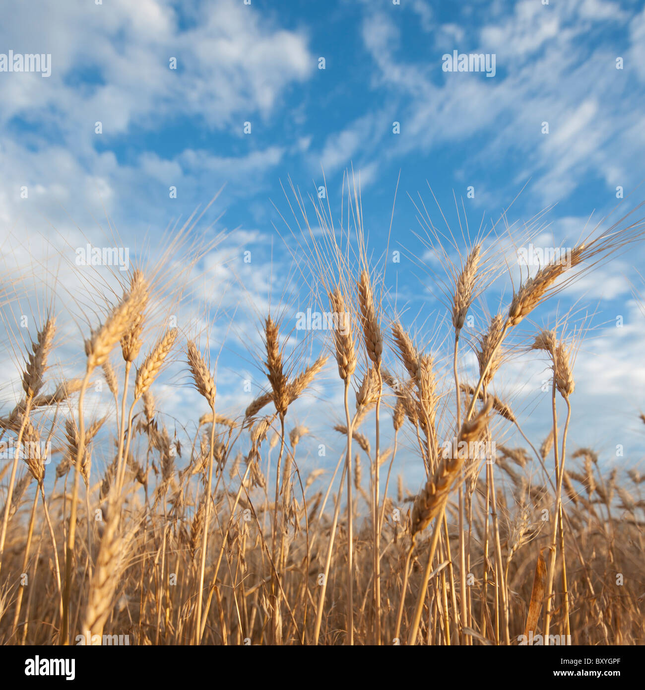 Wheat growing on field Stock Photo - Alamy