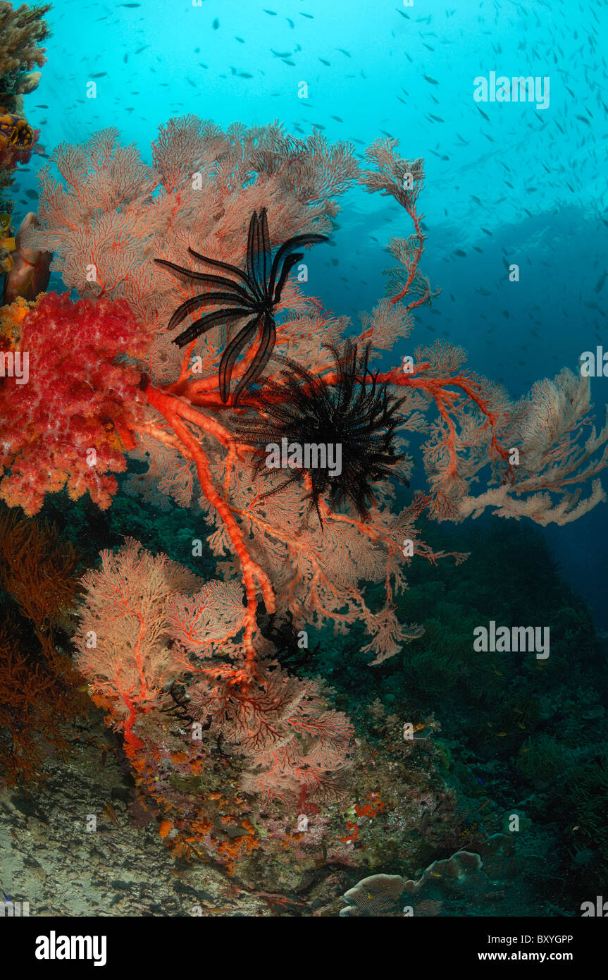 Coral Reef with Sea Fan, Melithaea sp., Raja Ampat, West Papua ...