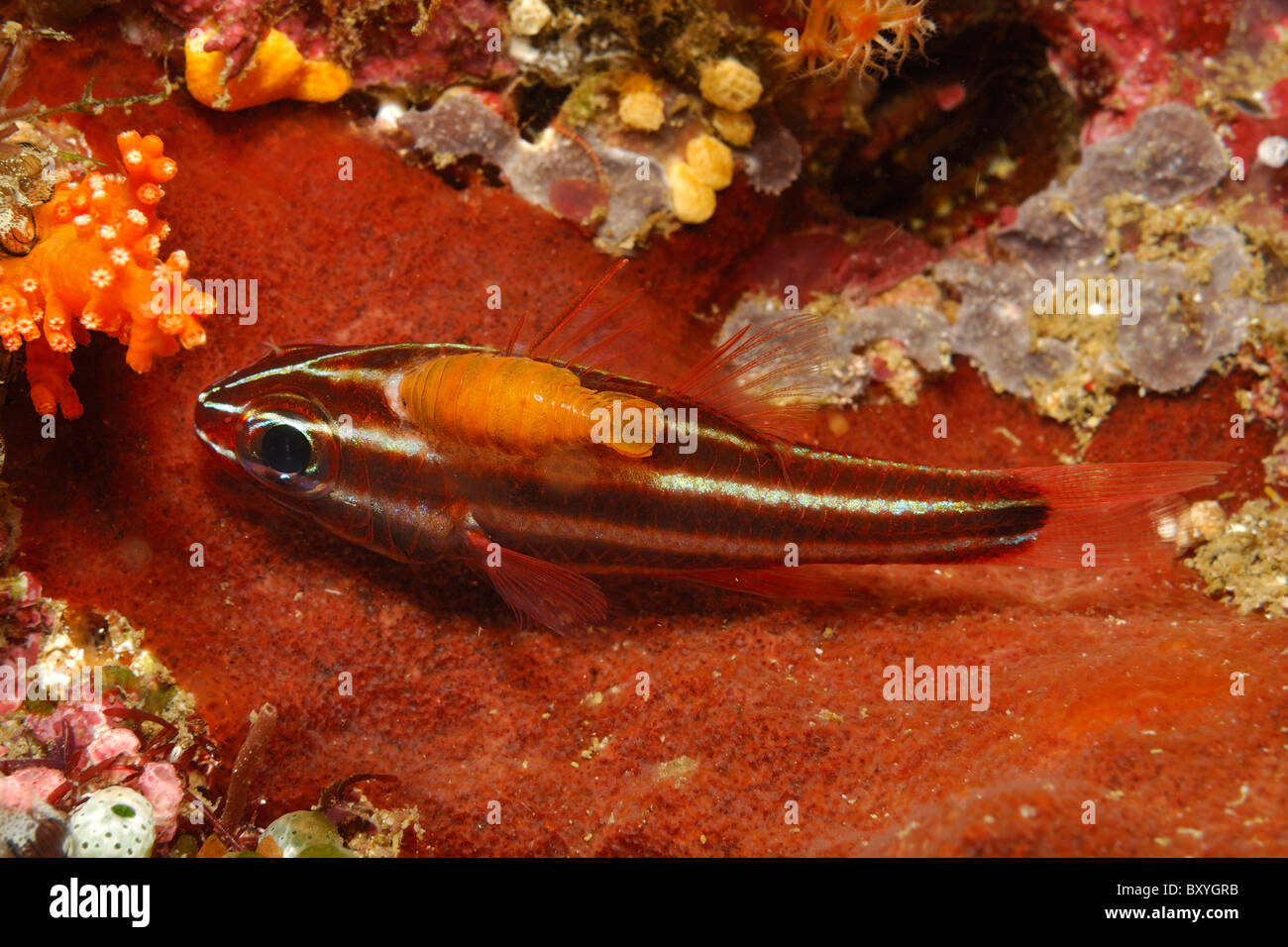 Isopod on Cardinalfish, Apogon sp., Nerocila sp., Raja Ampat, West ...