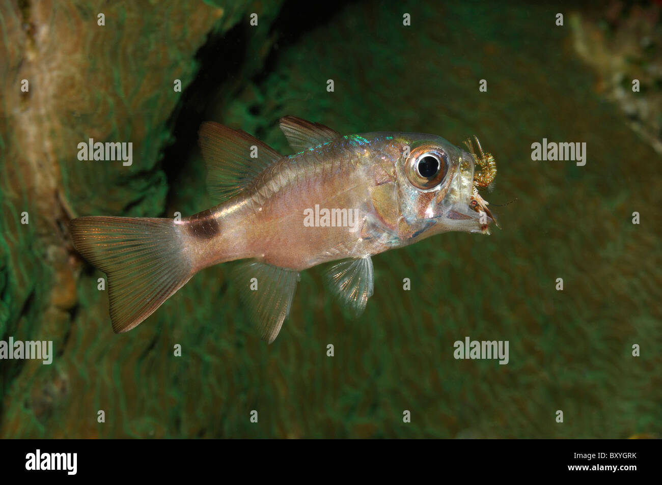 Band Cardinalfish feeding on Marble Shrimp, Saron neglectus, Raja Ampat ...