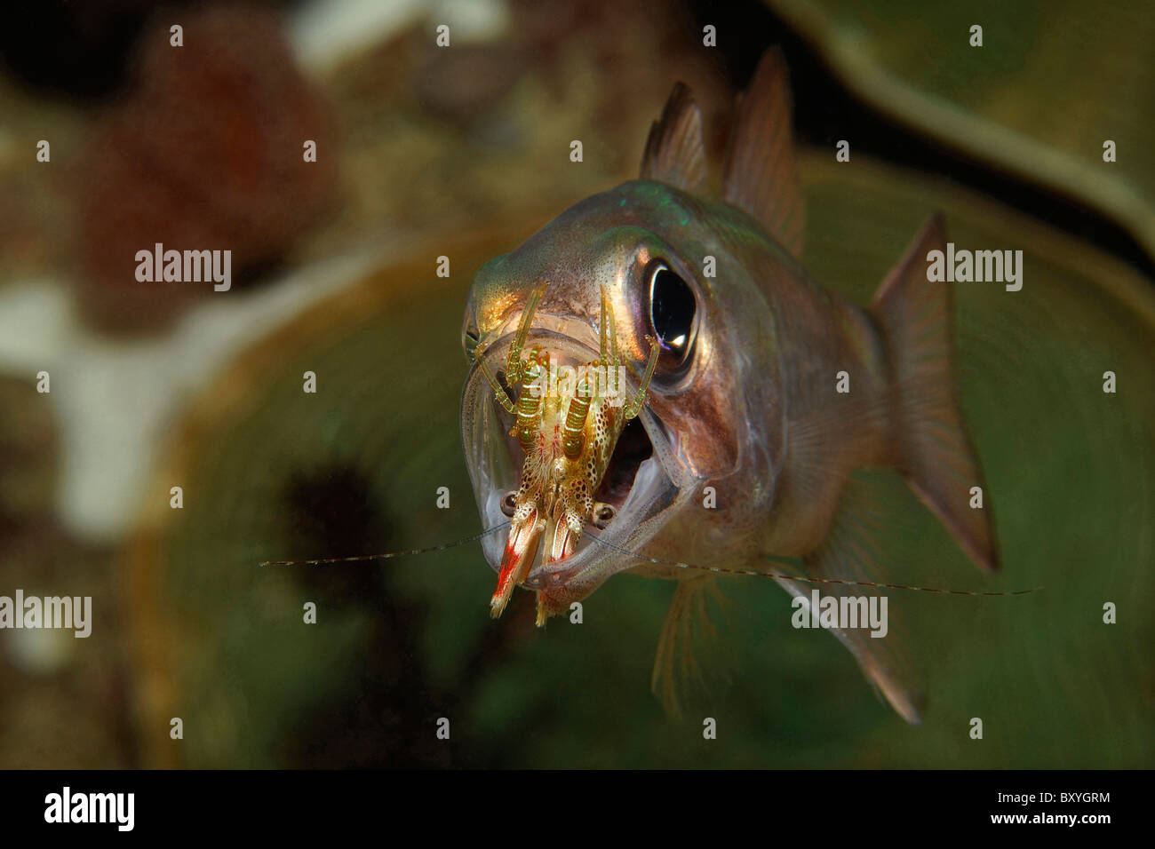 Band Cardinalfish feeding on Marble Shrimp, Saron neglectus, Raja Ampat ...