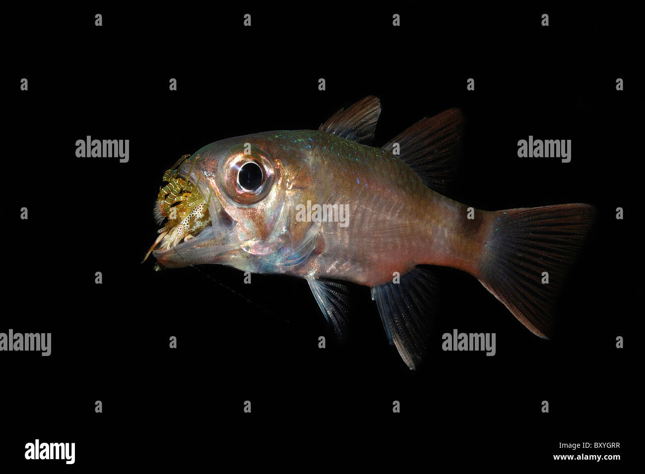 Band Cardinalfish feeding on Marble Shrimp, Saron neglectus, Raja Ampat ...