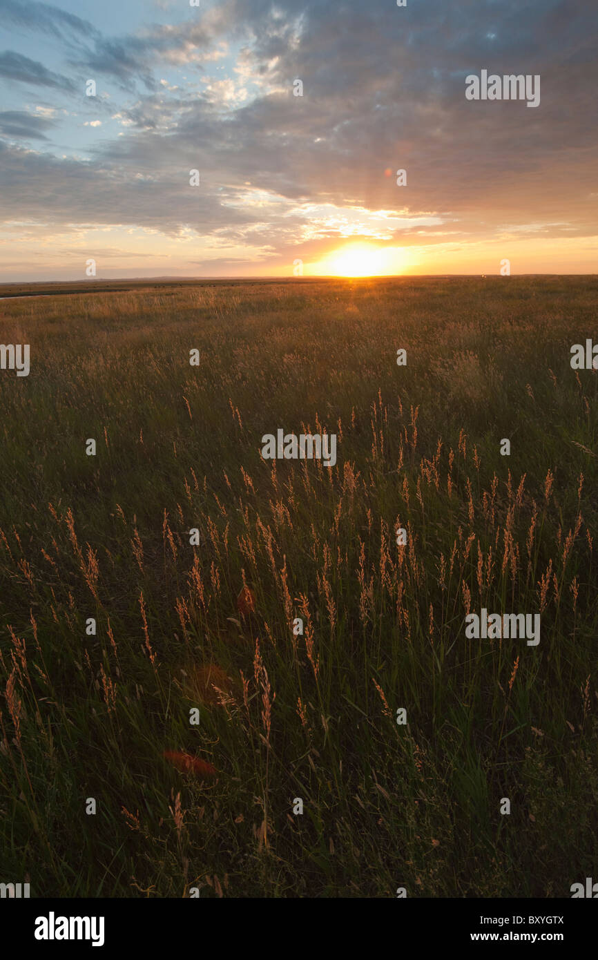 Prairie grass at sunset Stock Photo - Alamy
