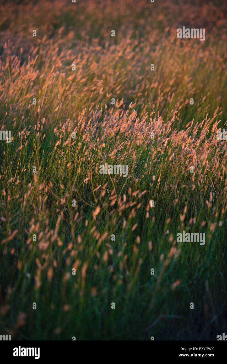 Green prairie grass Stock Photo - Alamy