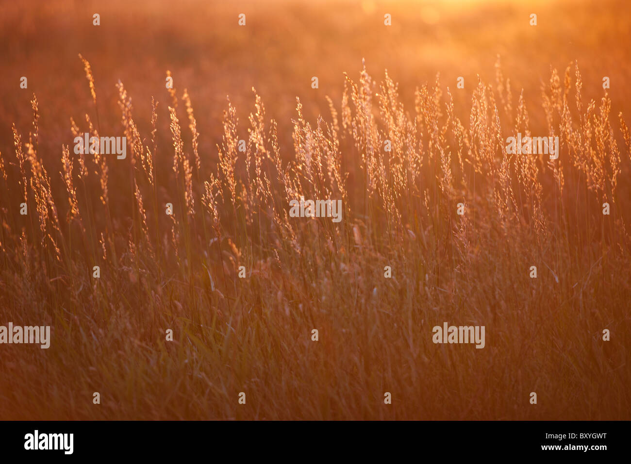 Buffalo gap national grassland hi-res stock photography and images - Alamy