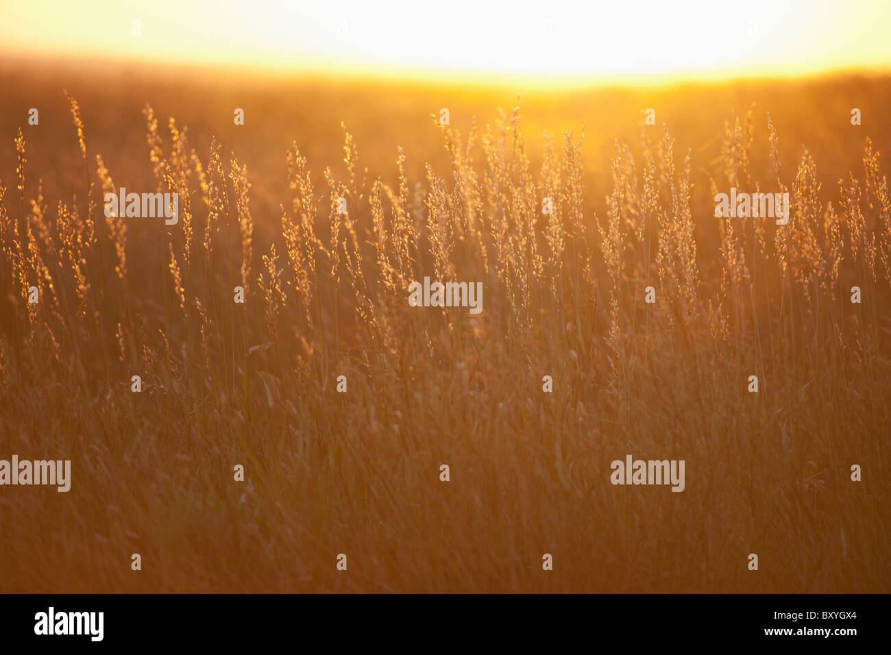 Prairie grass at sunset Stock Photo - Alamy