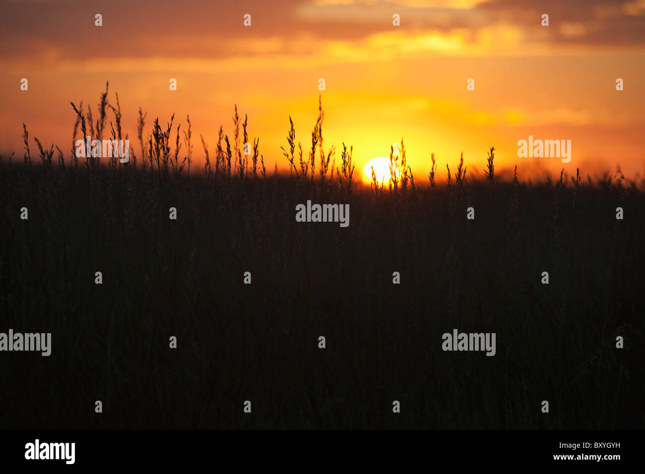 Prairie gold hi-res stock photography and images - Alamy