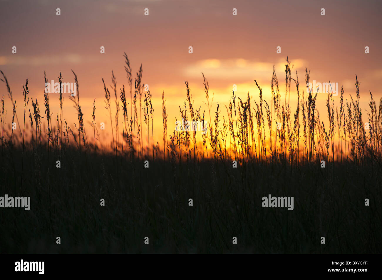 Prairie gold hi-res stock photography and images - Alamy