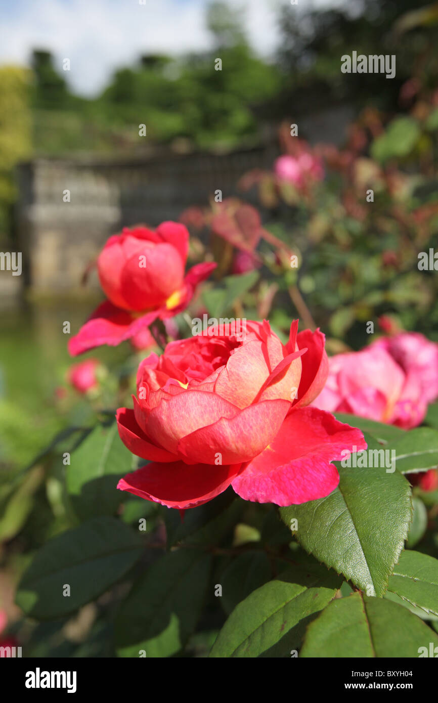 Rosa tatton hi-res stock photography and images - Alamy