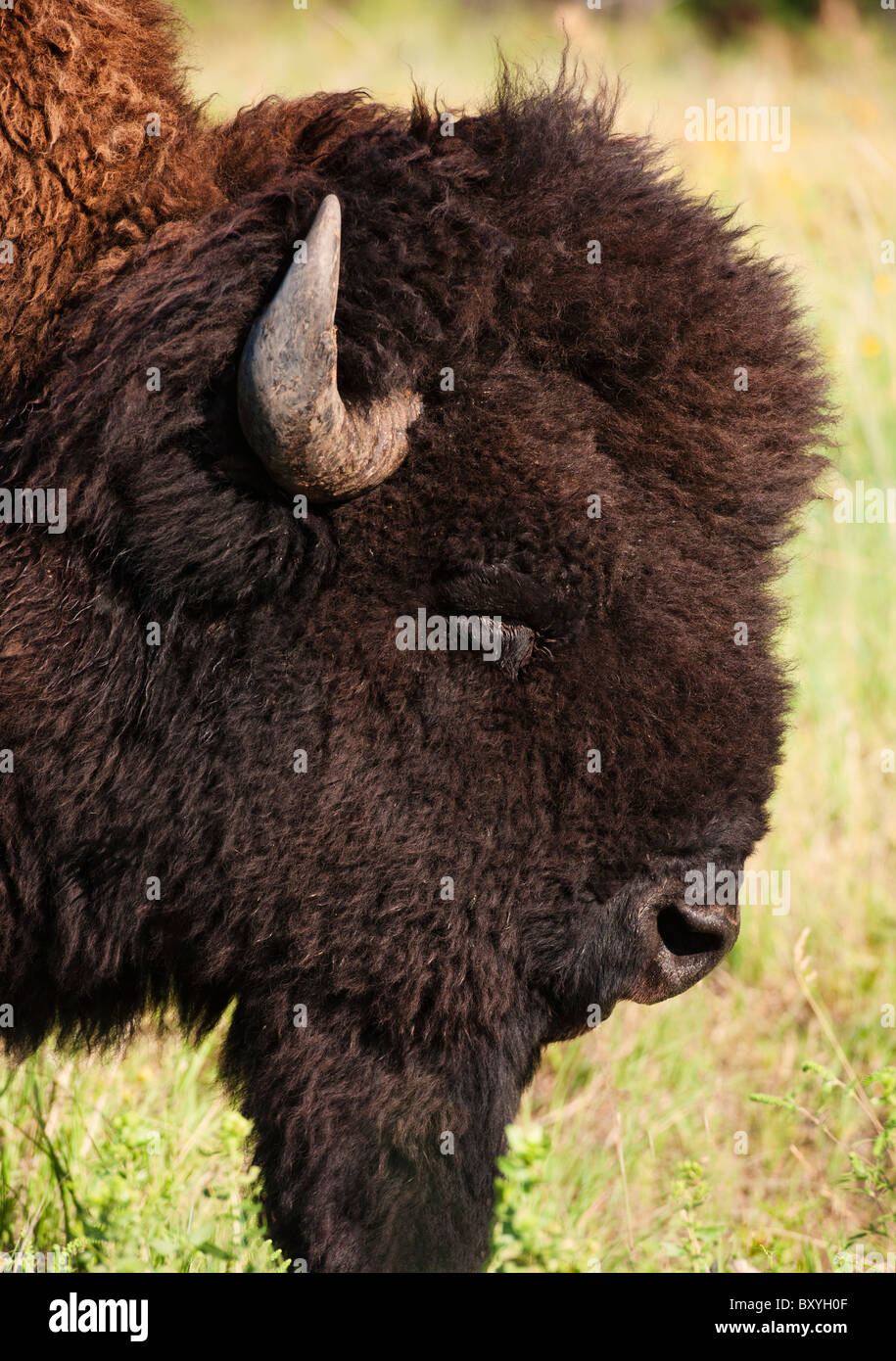 American bison (Bison bison) in Custer State Park, headshot Stock Photo ...