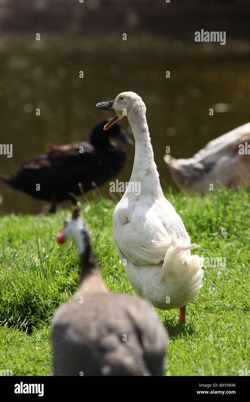 Walton hall gardens with peacocks hi-res stock photography and images ...