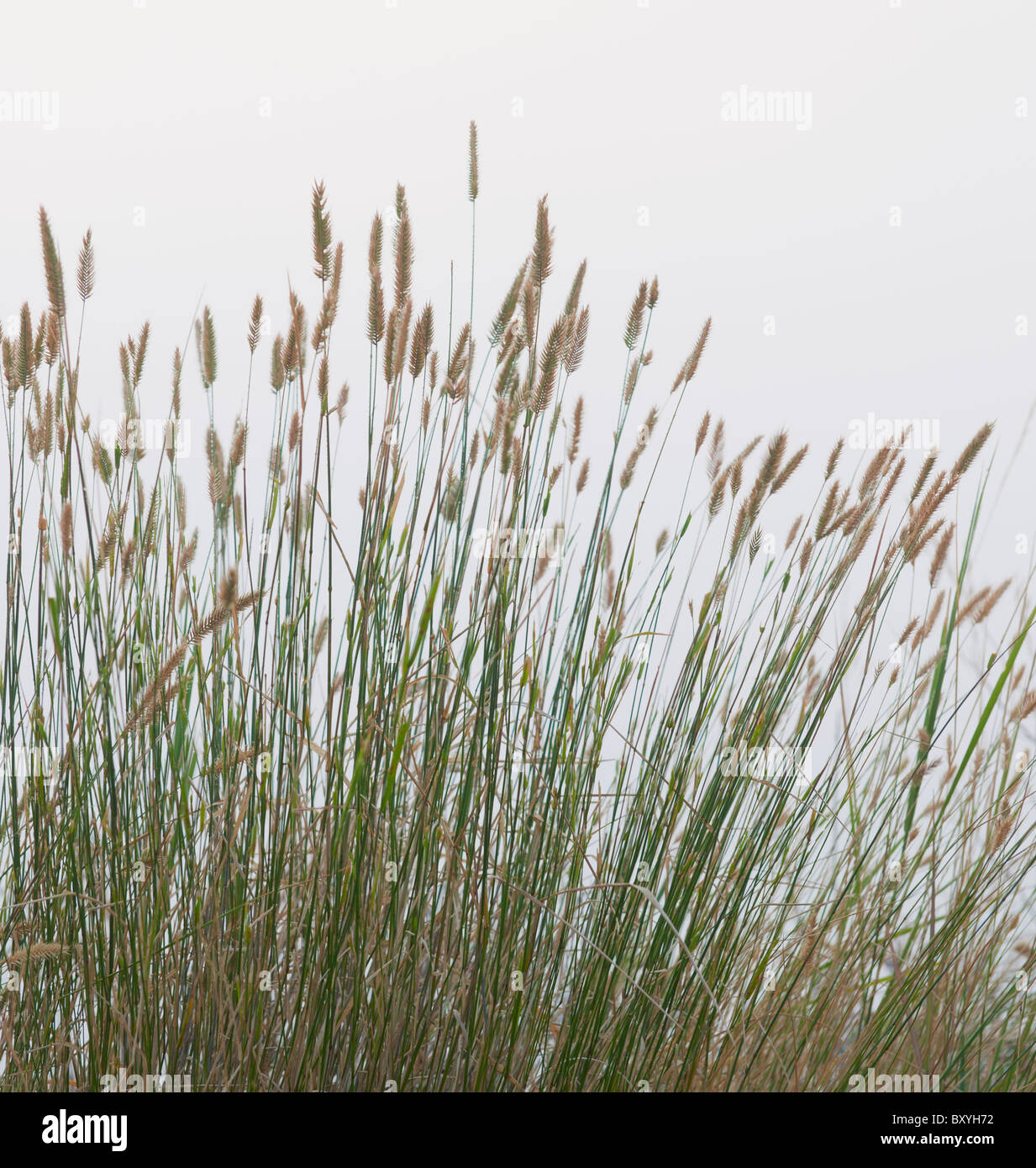 Buffalo gap grasslands hi-res stock photography and images - Alamy