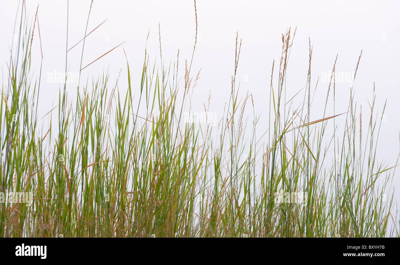 Buffalo gap national grasslands hi-res stock photography and images - Alamy