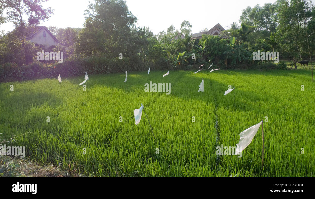 Rice Fields, Hue, Vietnam Stock Photo - Alamy