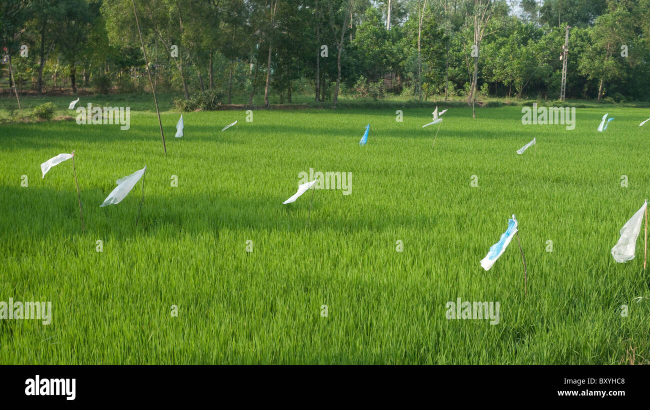 Rice Fields, Hue, Vietnam Stock Photo - Alamy