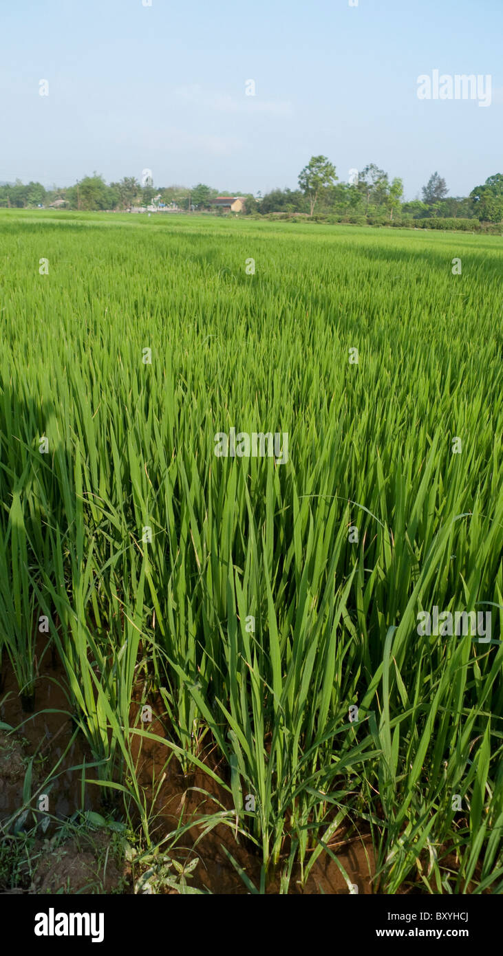 Rice Fields, Hue, Vietnam Stock Photo - Alamy