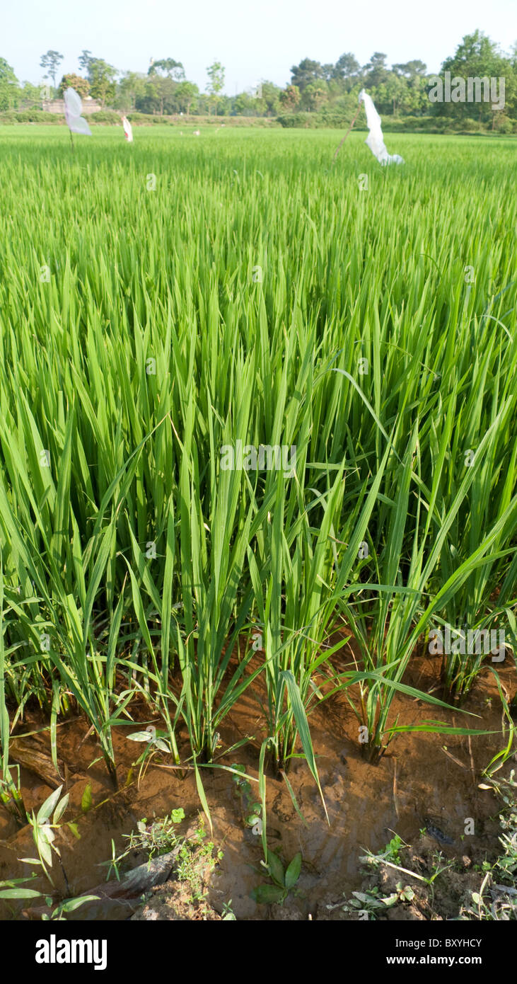 Rice Fields, Hue, Vietnam Stock Photo - Alamy