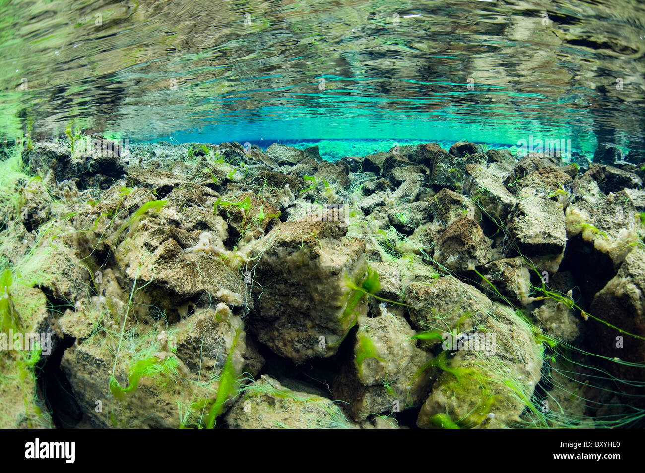 Silfra lagoon, Silfra crack, Thingvellir Lake, Iceland Stock Photo - Alamy