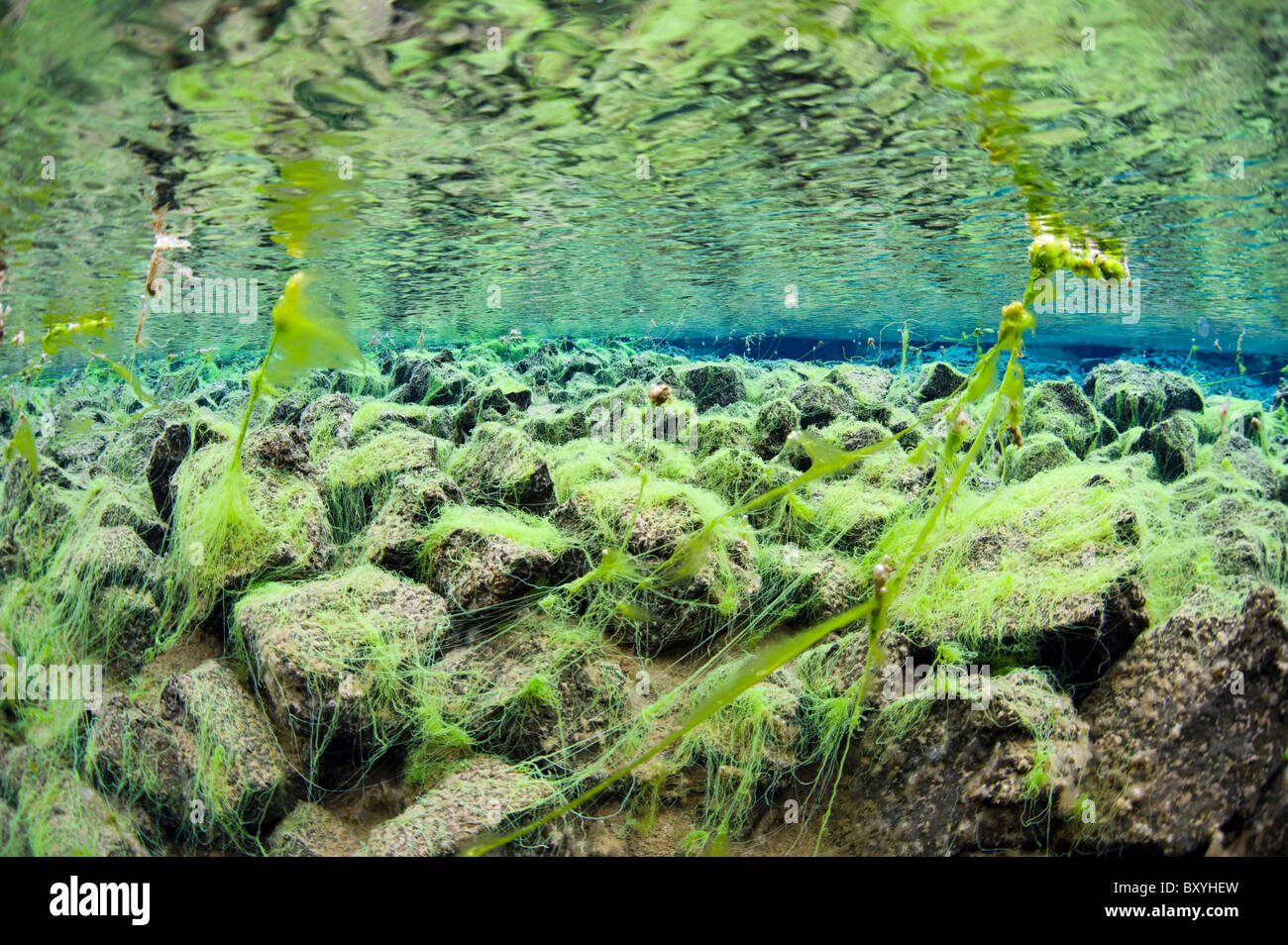 Silfra lagoon, Silfra crack, Thingvellir Lake, Iceland Stock Photo - Alamy