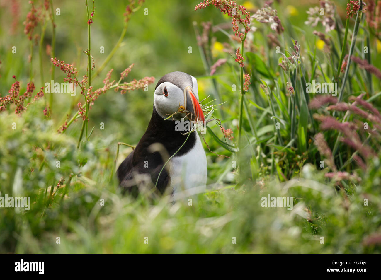 A Puffin with nesting material in its beak looking toward camera Stock ...