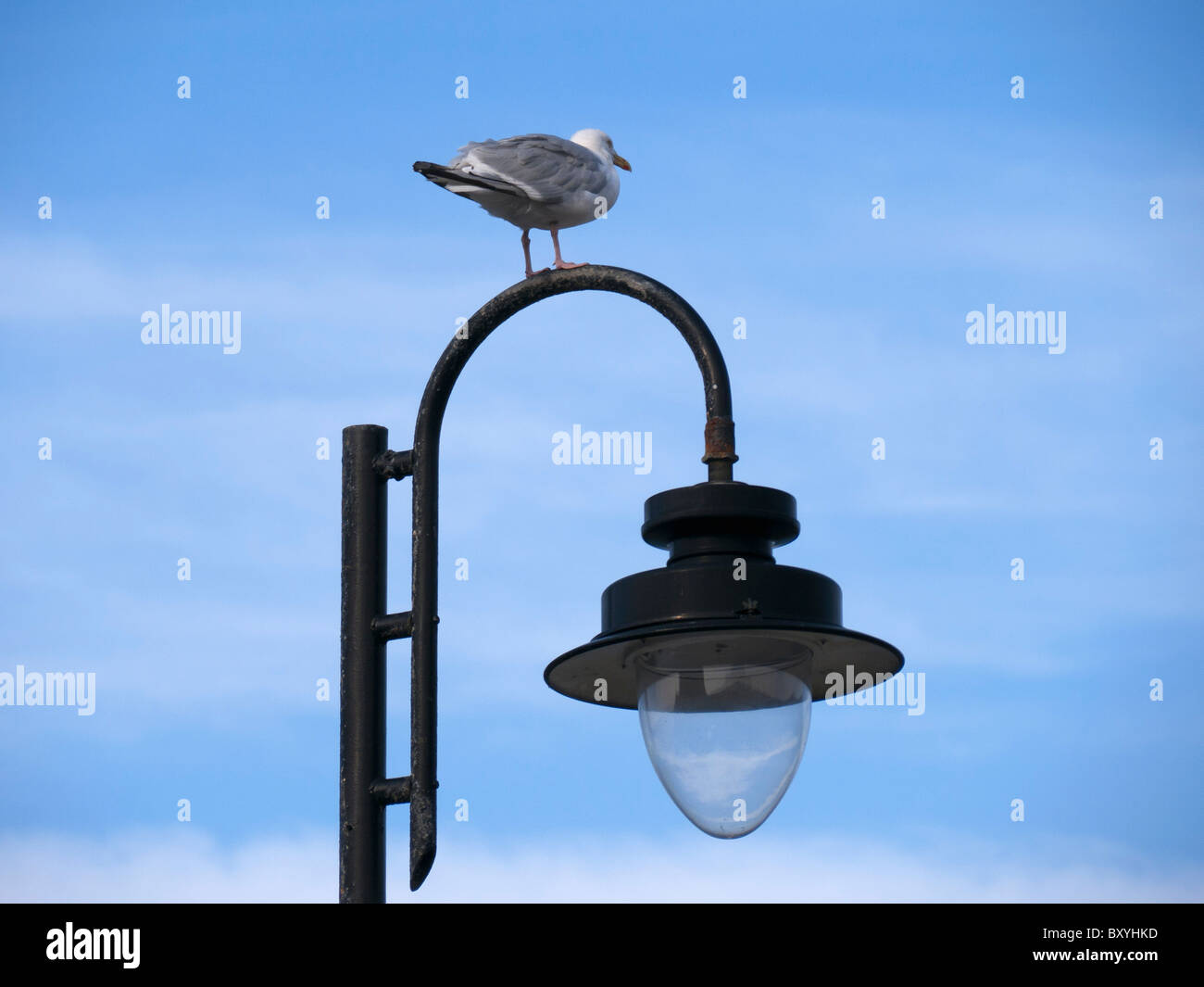 seagull street lamp Stock Photo - Alamy