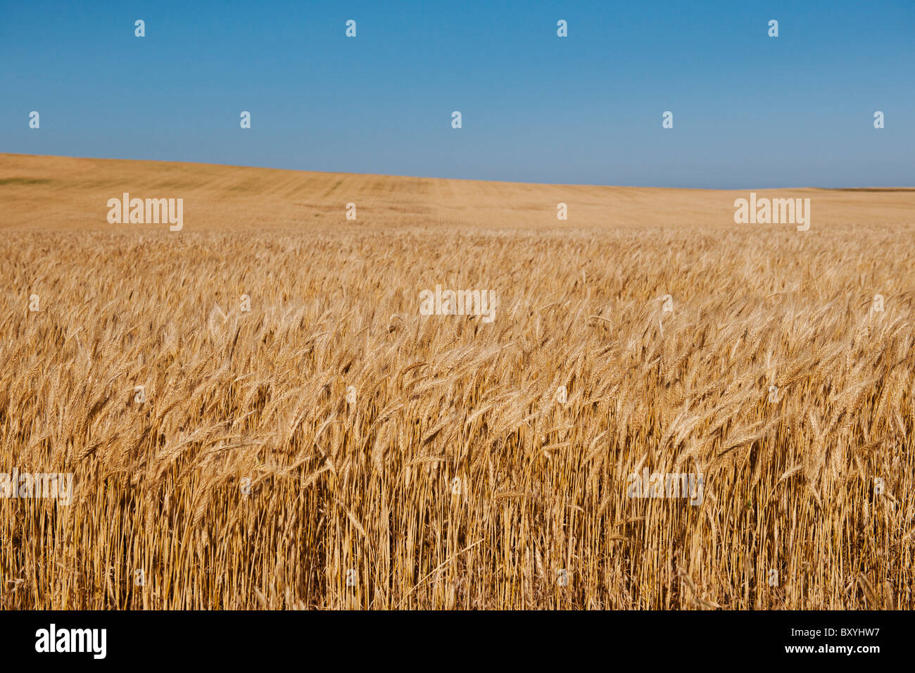 Wheat growing on field Stock Photo - Alamy