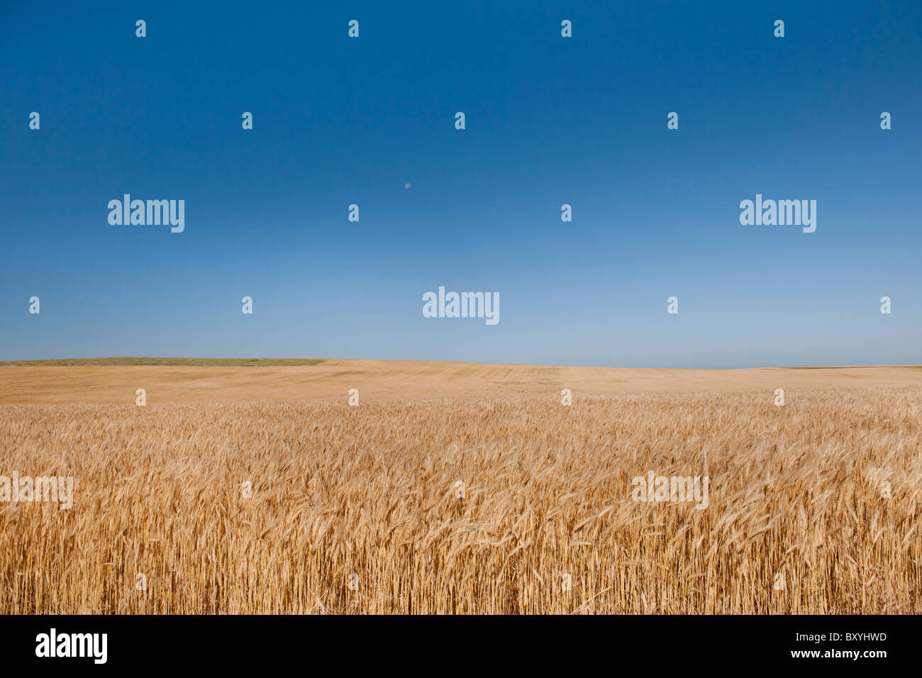 Wheat growing on field Stock Photo - Alamy