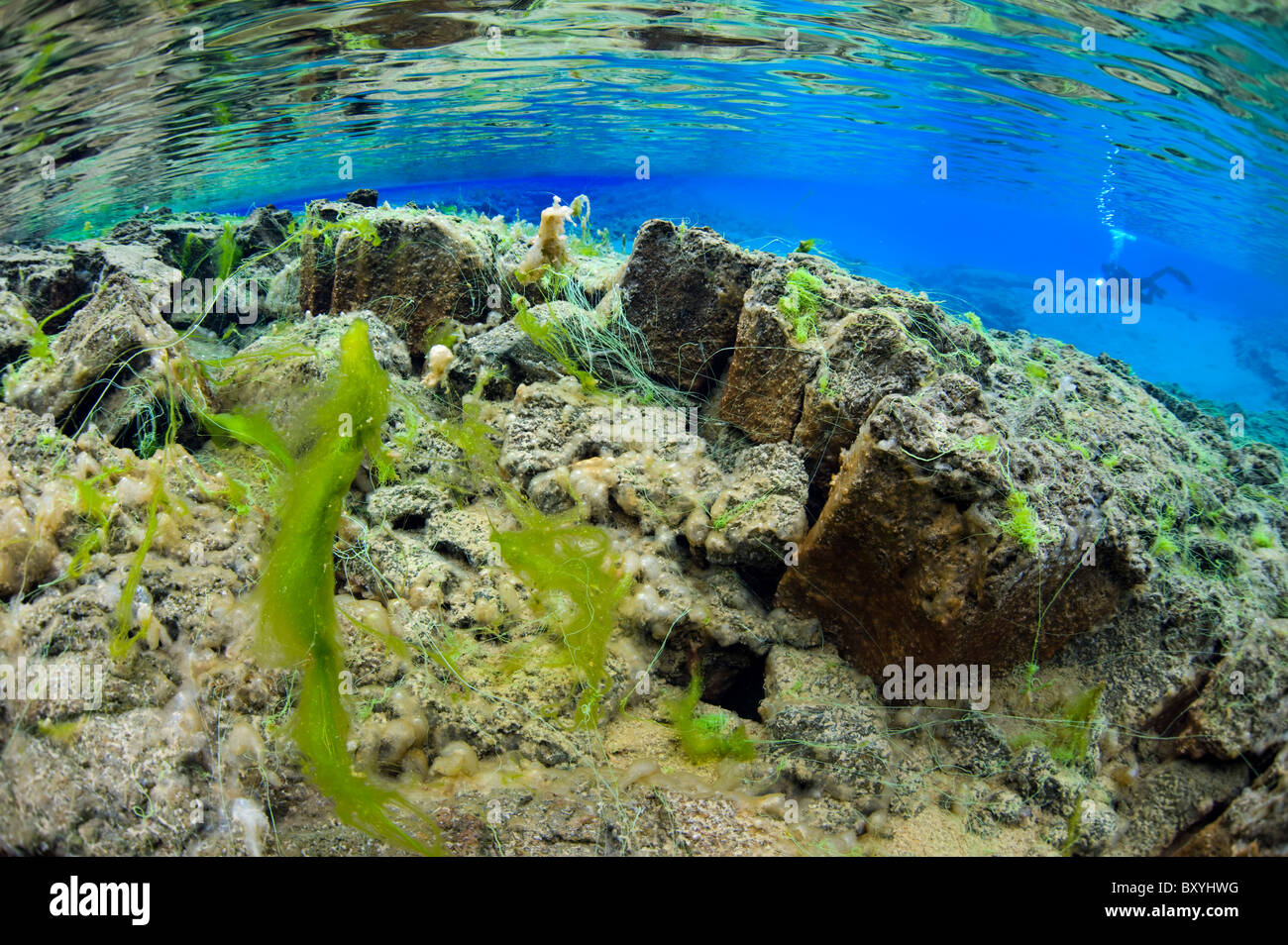 Silfra lagoon, Silfra crack, Thingvellir Lake, Iceland Stock Photo - Alamy