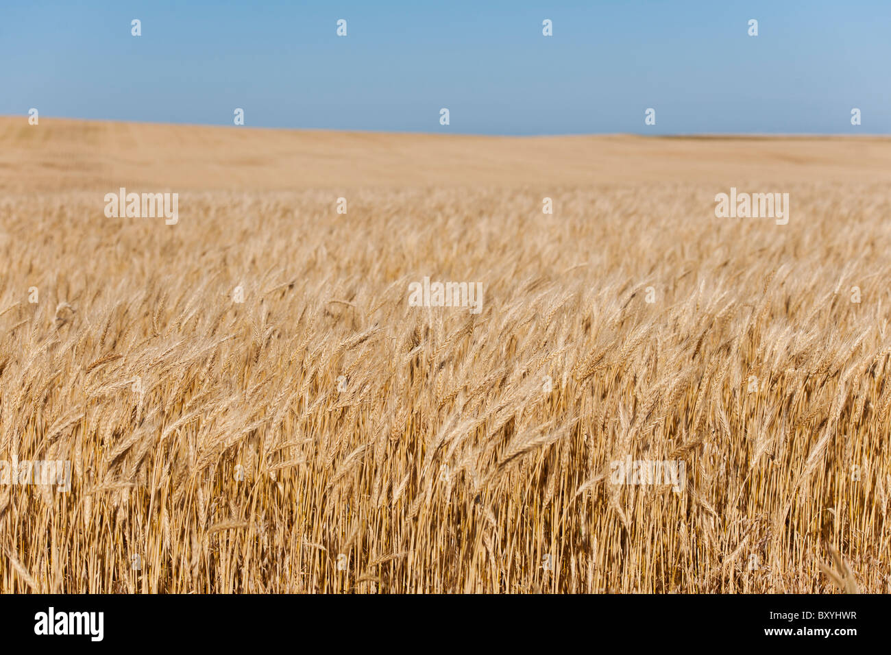 Wheat growing on field Stock Photo - Alamy