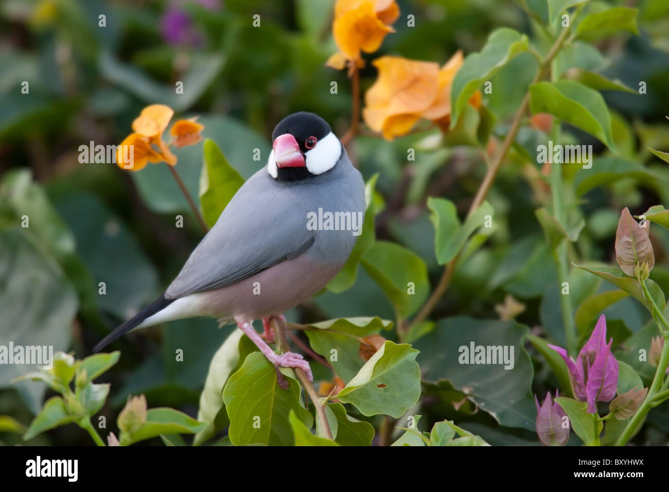 Java Sparrow (Lonchura oryzivora Stock Photo - Alamy