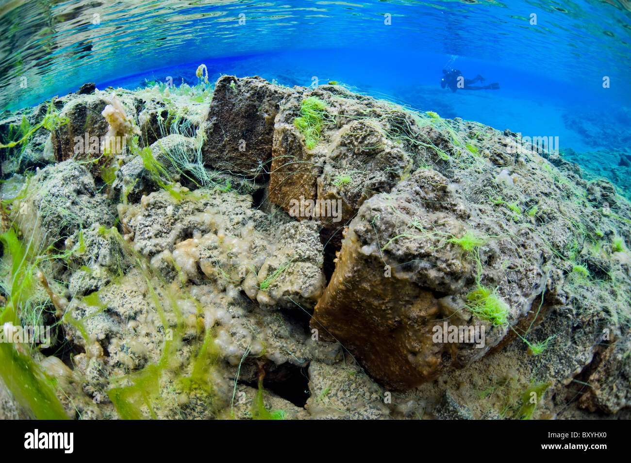 Silfra lagoon, Silfra crack, Thingvellir Lake, Iceland Stock Photo - Alamy