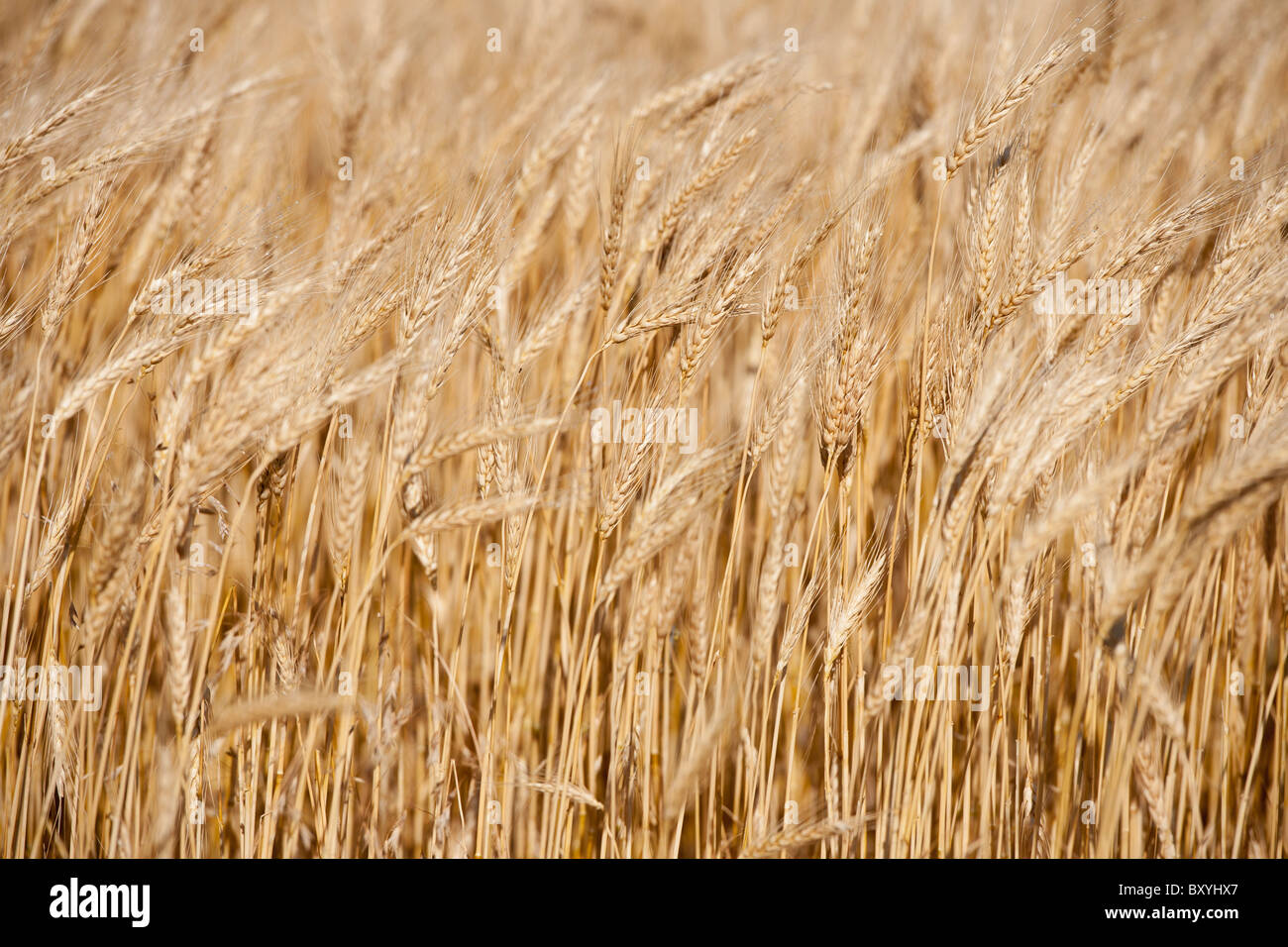 Wheat growing on field Stock Photo - Alamy