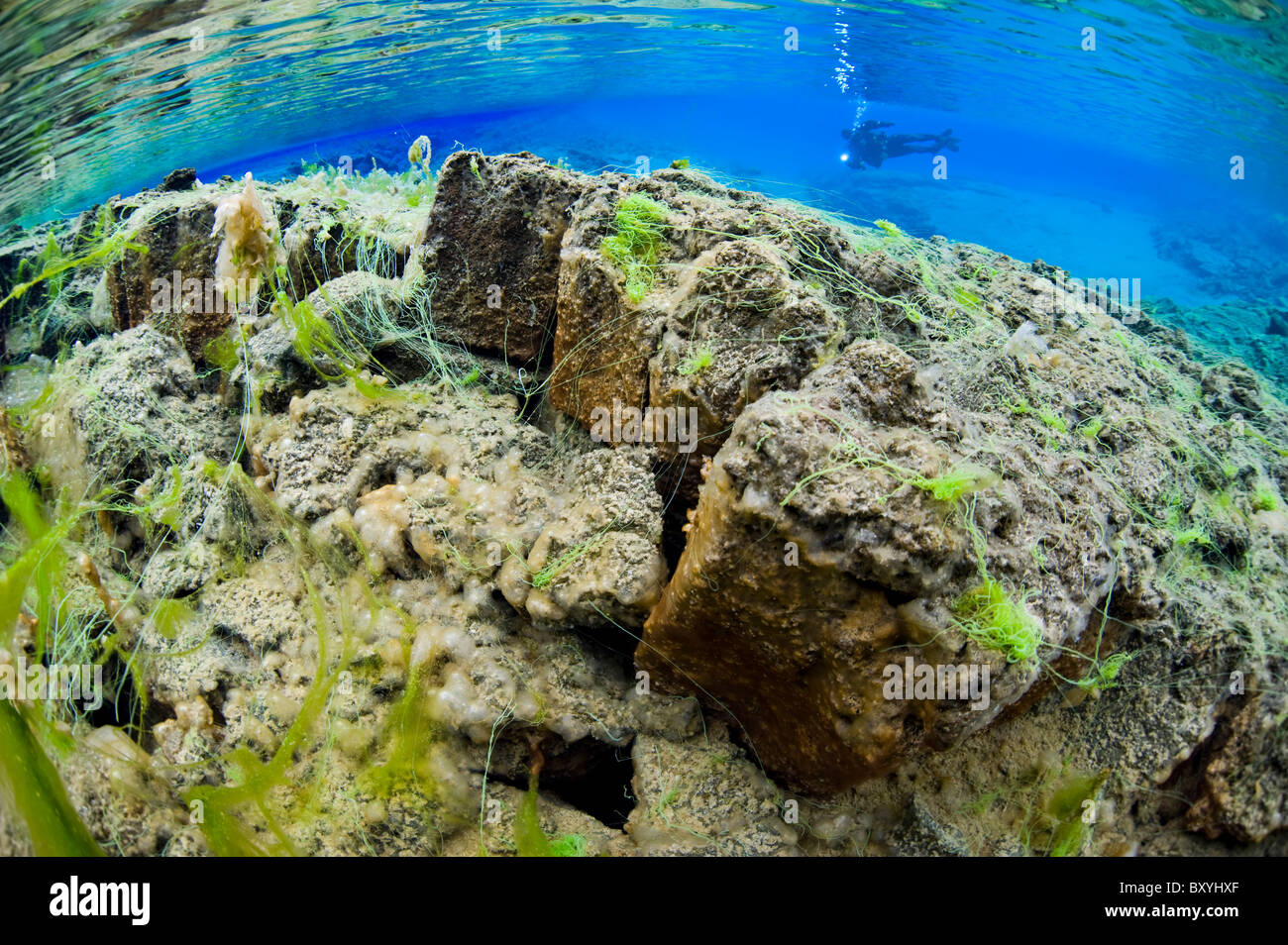 Silfra lagoon, Silfra crack, Thingvellir Lake, Iceland Stock Photo - Alamy