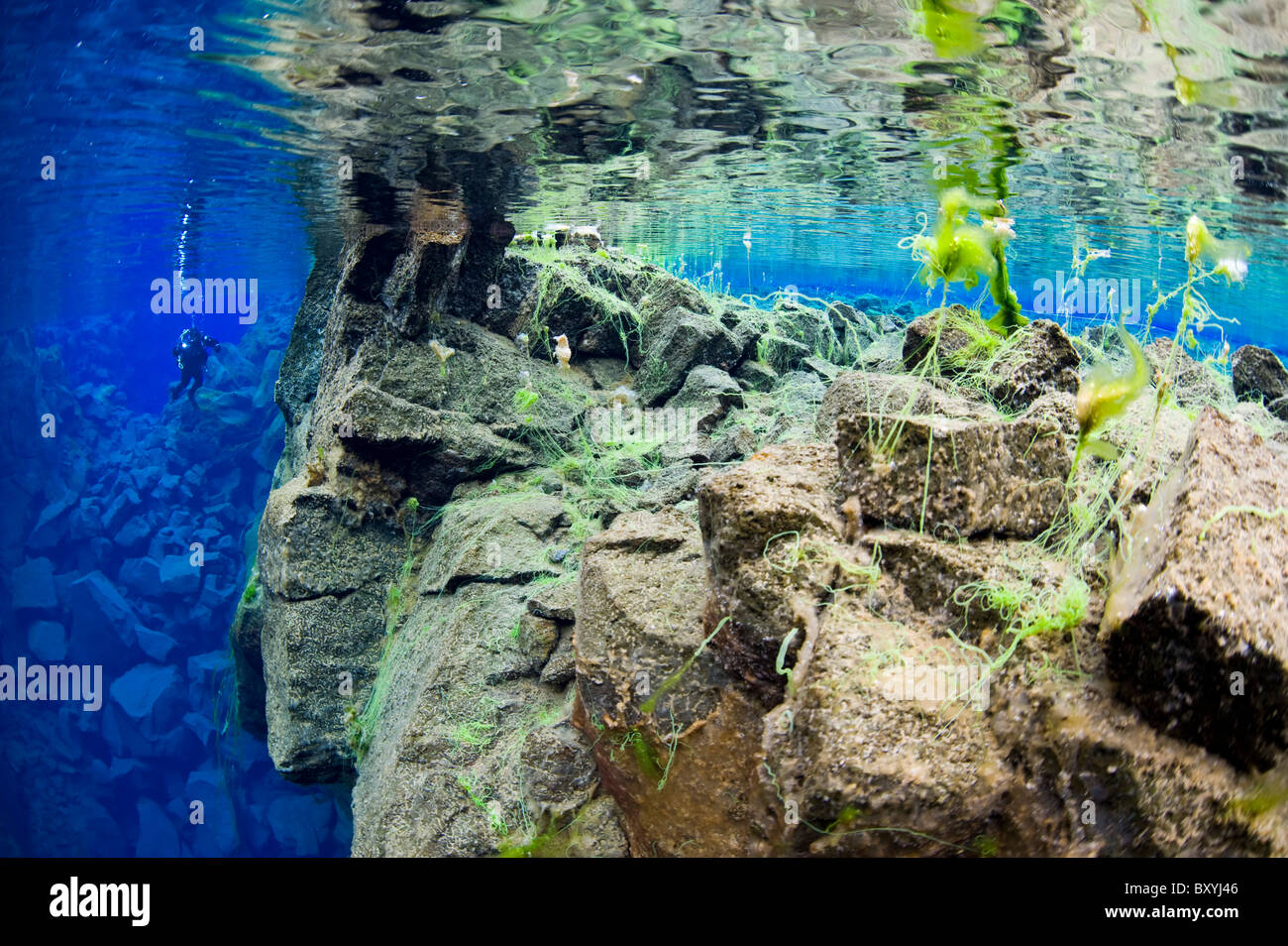Silfra lagoon, Silfra crack, Thingvellir Lake, Iceland Stock Photo - Alamy